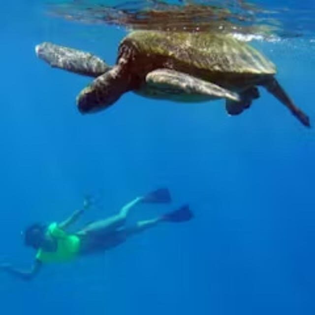 Oahu: Snorkeling & Dolphin Watch Cruise w/ Luau Style Buffet - Who Is This Tour Best For?
