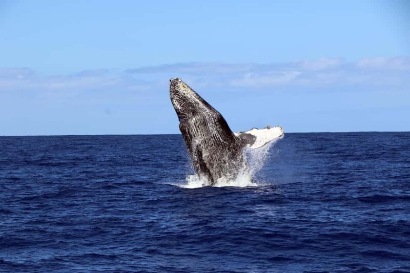 Oahu: Snorkeling & Dolphin Watch Cruise w/ Luau Style Buffet - Final Thoughts