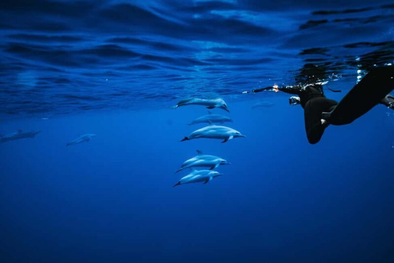 Oahu: Speedboat Snorkeling Adventure and Wild Dolphin Swim - Key Points