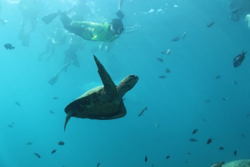 Oahu: Turtle Canyon Snorkeling & Hula Show - An In-Depth Look at the Tour Experience