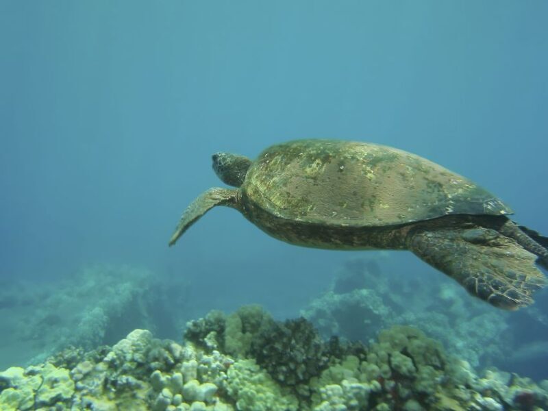 Oahu: Waikiki Turtle Snorkel Sail - Who Will Love This Tour?