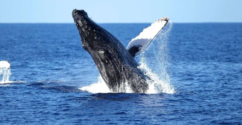 Oahu: Waikiki Whale Watching Cruise - Oahu: Waikiki Whale Watching Cruise – A Detailed Review