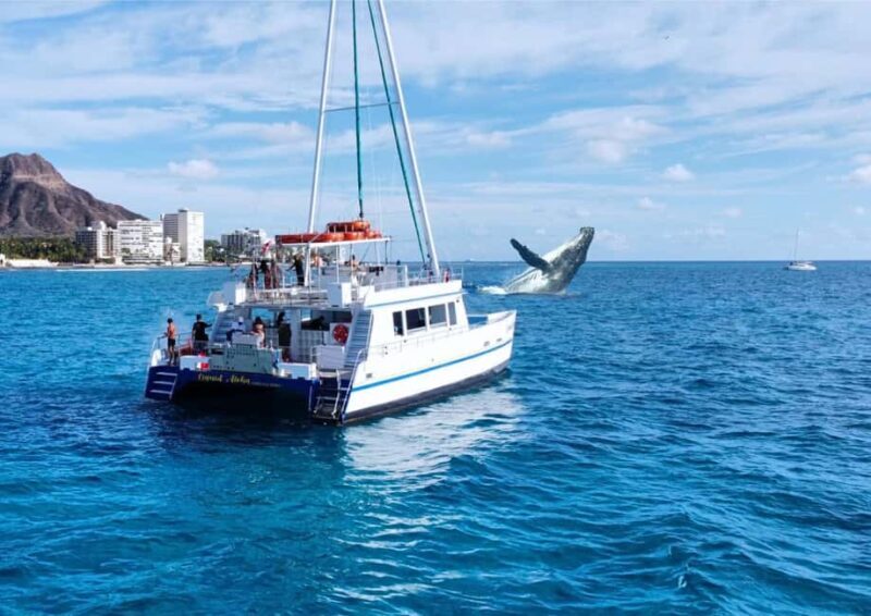 Oahu: Waikiki Whale Watching Cruise - What Makes the Waikiki Whale Watching Cruise Stand Out