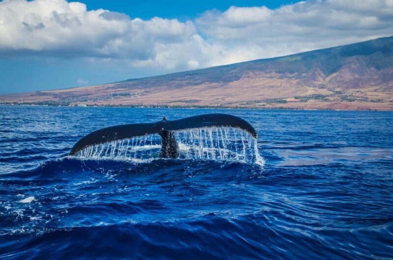 Oahu: Waikiki Whale Watching Cruise - The Experience on Board