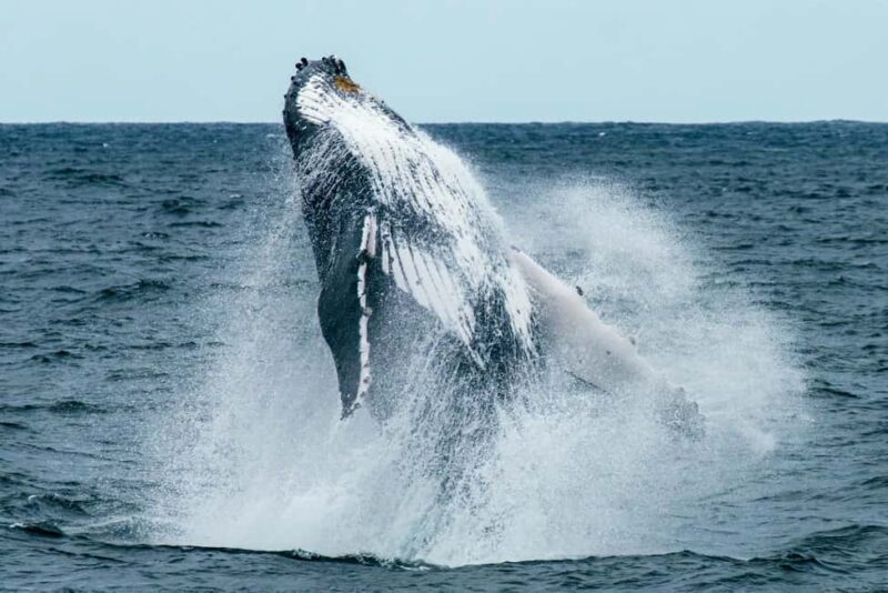 Oahu: Waikiki Whale Watching Cruise - Who Should Book This Tour?