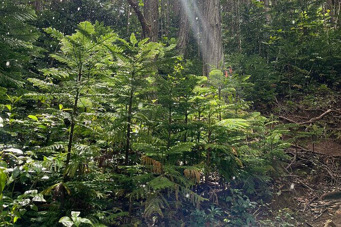 Oahu Waterfall Hike-Garden-Beach Road Trip, Waikiki to Lanikai - Authentic Experiences & Insights from Reviews