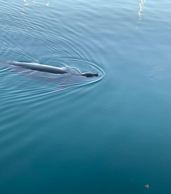 Oahu: Whale Sail Charter - Key Points