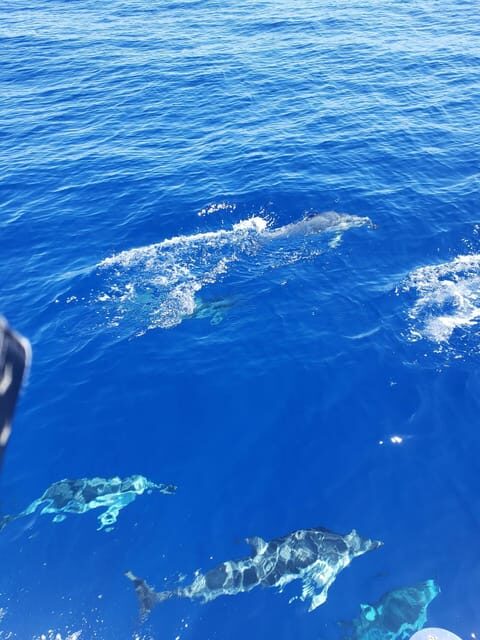 Oahu: Whale Sail Charter - The Experience on Board