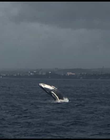 Oahu: Whale Sail Charter - The Practical Side: Pricing, Booking, and Value