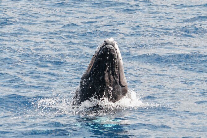 Oahu Whale Watch Tour & Waikiki Sunset Boat Tour - FAQ