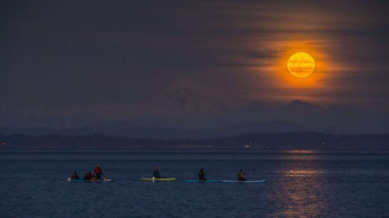 Oak Bay: Full Moon Paddle Experience - Nature Encounters and Wildlife Spotting