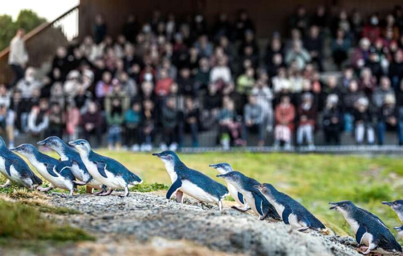 Oamaru: Penguins Evening Viewing Ticket - Why This Tour Works Well