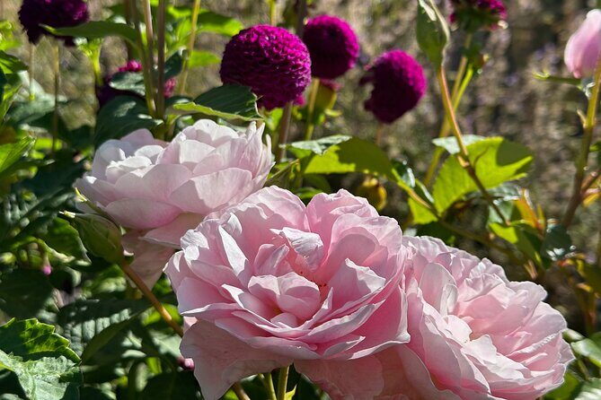 Oasis Cottage Gardens and Floristry Studio in Oxford, NZ - Final Verdict