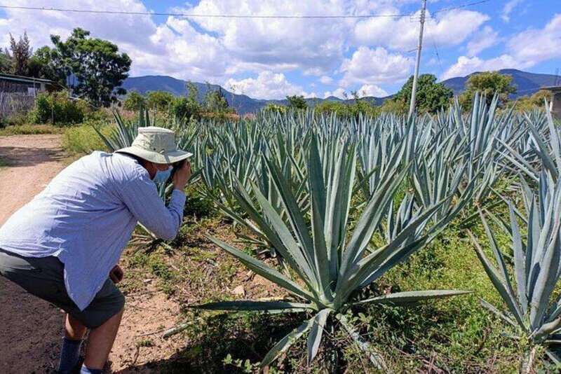 Oaxaca: Ancestral Mezcal Experience - FAQ