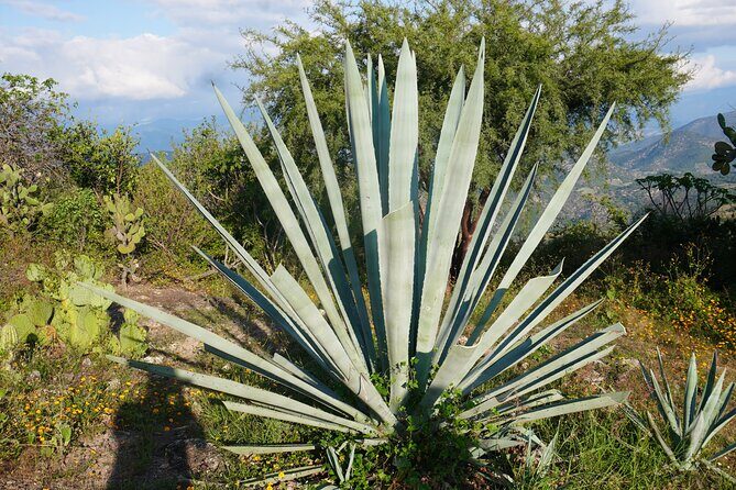 Oaxaca Day Trip Markets Hierve el Agua and Mezcal Tasting - Marveling at Hierve el Agua