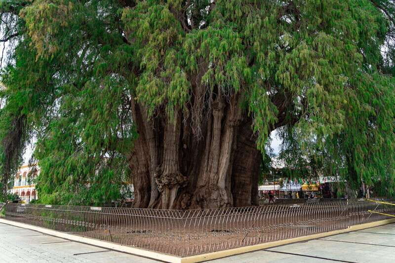 Oaxaca: El Tule tree, Teotitlan Village & Mezcal Tour - The Itinerary in Detail