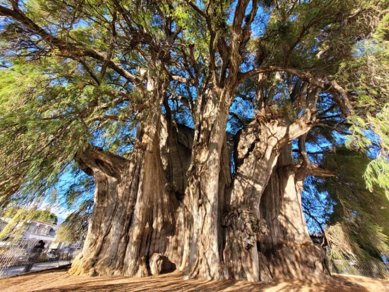 Oaxaca: Guided Bike Tour to the Largest Tree in the World - Practical Tips for a Great Ride