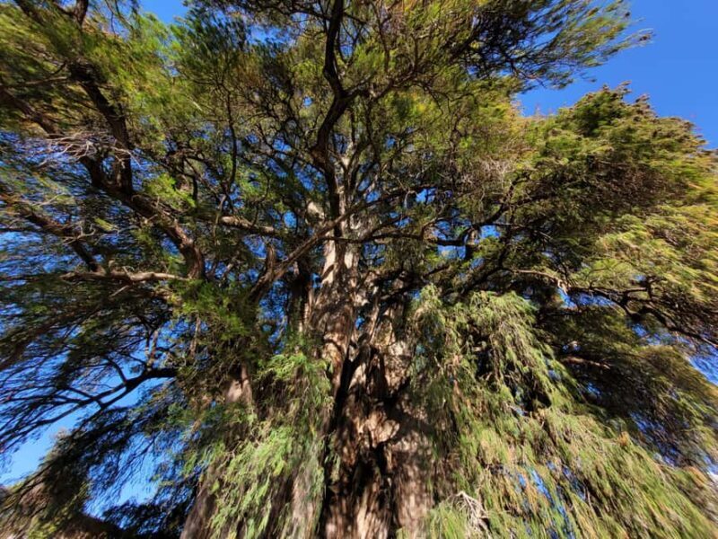 Oaxaca: Guided Bike Tour to the Largest Tree in the World - Final Thoughts