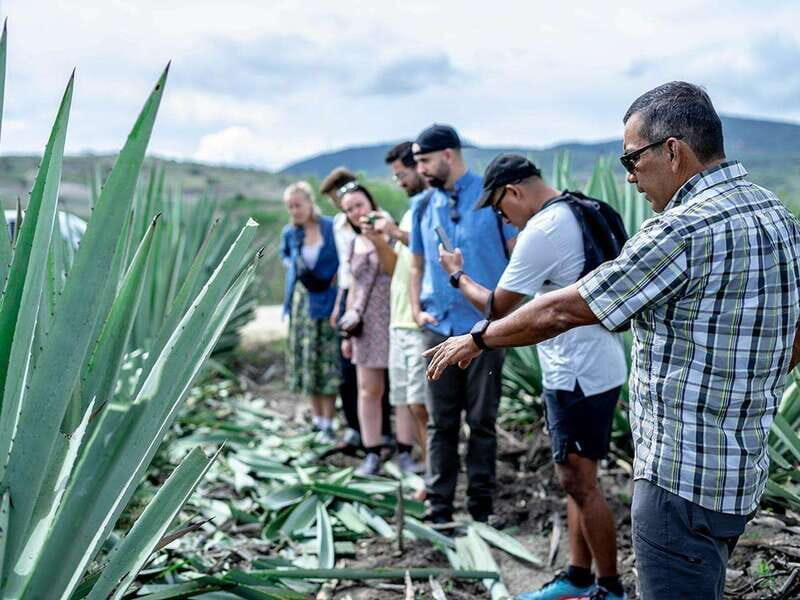 Oaxaca: Mezcal Distillery Tour with Tastings - Learning About Agave and Pulque