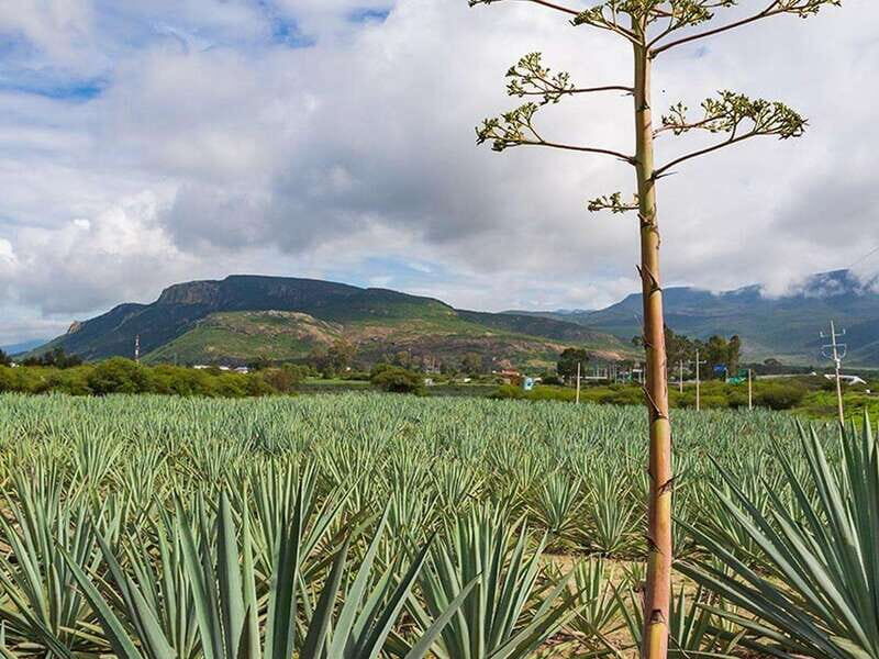 Oaxaca: Mezcal Distillery Tour with Tastings - The Local Lunch Experience