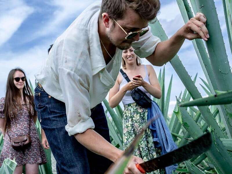 Oaxaca: Mezcal Distillery Tour with Tastings - What We Love and What to Consider