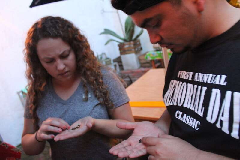 Oaxaca: Mezcal Tasting Session with Expert - A Closer Look at the Oaxaca Mezcal Tasting Experience