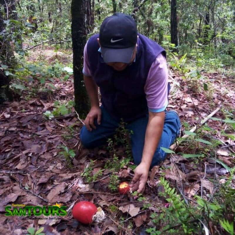 Oaxaca: Monte Albán Archaeological Tour - Key Points
