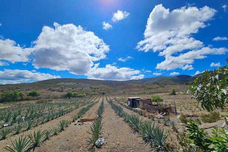 Oaxaca: Private Lunch in Maguey Fields with Mezcal Tasting - The Experience in Detail