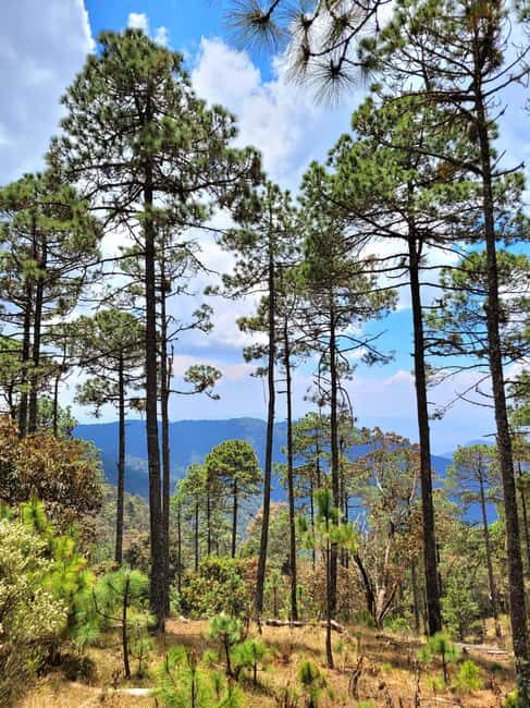 Oaxaca: Sierra Norte Ixtepeji Guided Hike & Lunch, Half-Day - Exploring Oaxaca’s Sierra Norte on Foot: A Detailed Look at the Guided Hike & Lunch