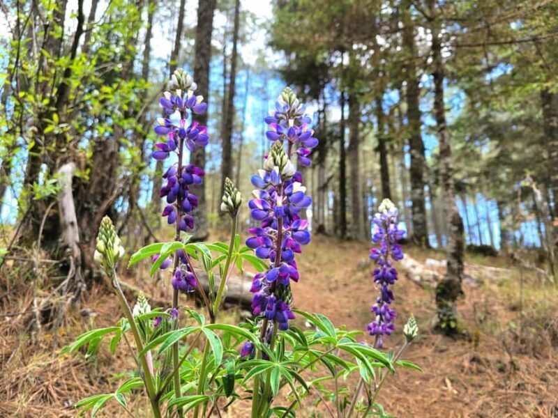 Oaxaca: Sierra Norte Ixtepeji Guided Hike & Lunch, Half-Day - FAQ