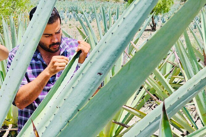 Oaxacan Mezcal Tour - Who Should Consider This Tour?