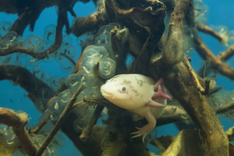 Oberhausen: LEGOLAND Discovery Centre and SEA LIFE Ticket - Final Thoughts