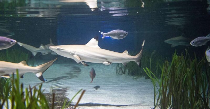 Oberhausen: SEA LIFE Oberhausen Entry Ticket - FAQ