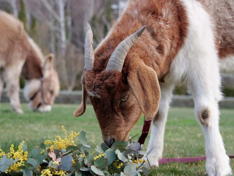 Oberon: Breaky with The Crew - Animal Lover Experience! - Key Points