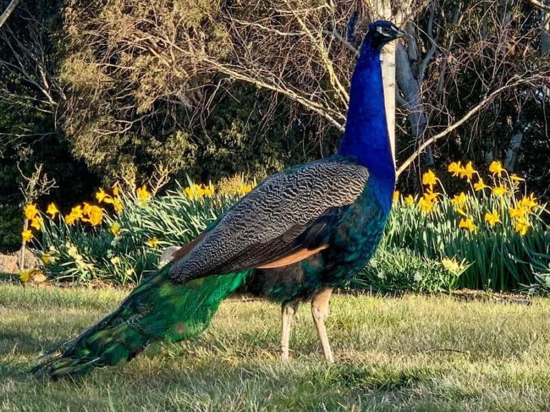 Oberon: Breaky with The Crew - Animal Lover Experience! - What to Expect from This Farm Experience