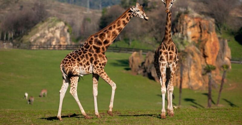 Obregón: Parque de la Naturaleza de Cabárceno Entry Ticket - The Experience from a Visitor’s Perspective