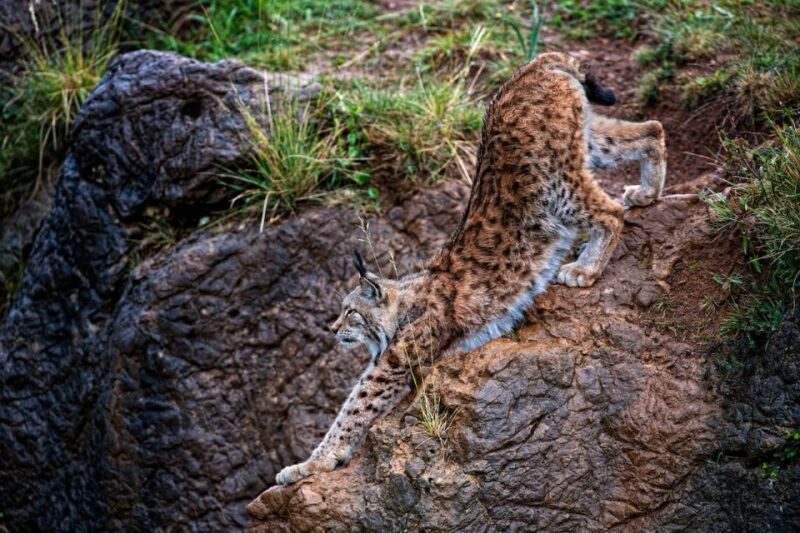 Obregón: Parque de la Naturaleza de Cabárceno Entry Ticket - Who Will Love This Tour?