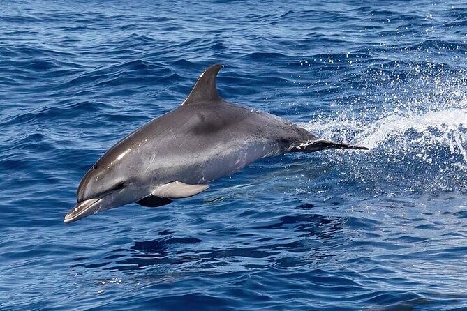 Observation DE Marine Mammals Dolphins and Ballenas EN Huatulco - Value and Practical Tips