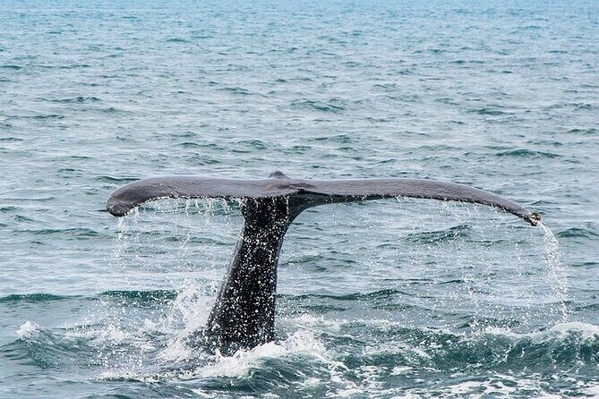 Observation DE Marine Mammals Dolphins and Ballenas EN Huatulco - Who Will Love This Tour?