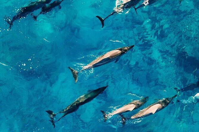 Observation DE Marine Mammals Dolphins and Ballenas EN Huatulco - The Sum Up