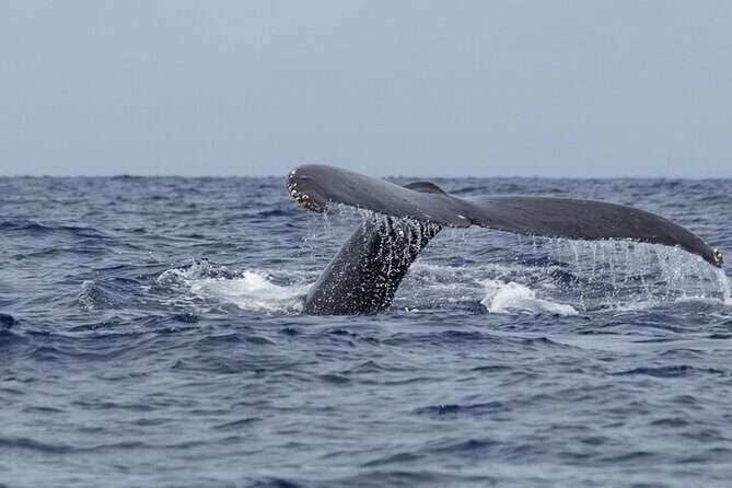 Observation DE Marine Mammals Dolphins and Ballenas EN Huatulco - FAQ