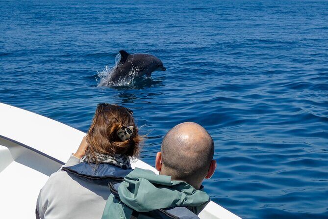 Observation of Dolphins and Whales with Marine Biologist in Arrábida - Key Points