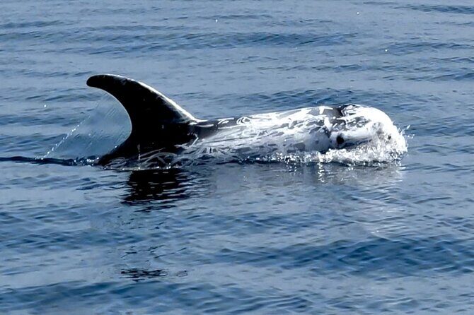 Observation of Dolphins and Whales with Marine Biologist in Arrábida - Who Should Consider This Tour?