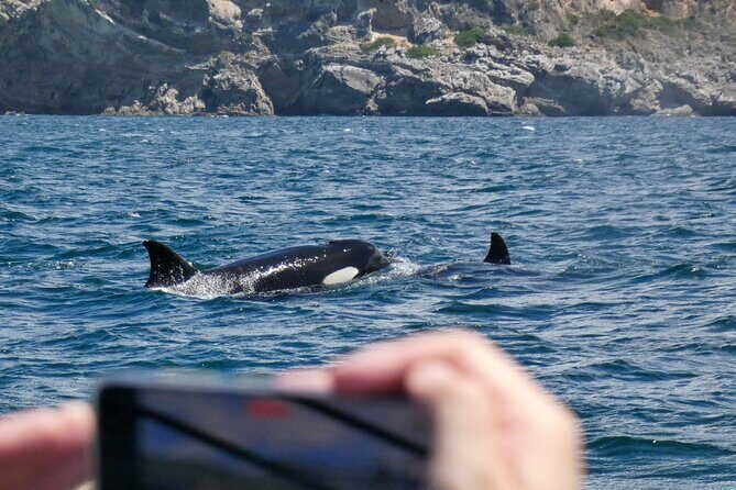 Observation of Dolphins and Whales with Marine Biologist in Arrábida - FAQ