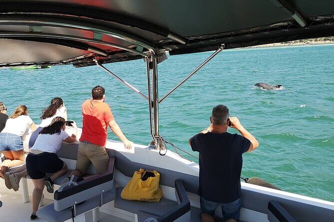 Observation of Dolphins in Setúbal - What to Expect from the Tour