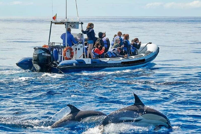 Observation of whales and dolphins in island Pico - An In-Depth Look at the Pico Whale and Dolphin Tour