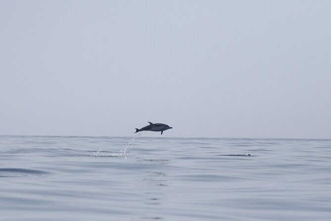 Observing Dolphins in Faro - Key Points