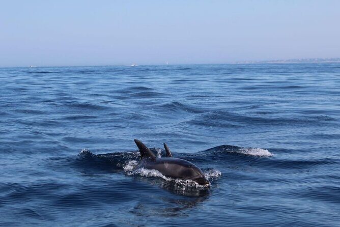 Observing Dolphins in Faro - What to Expect from the Dolphin Observation Tour