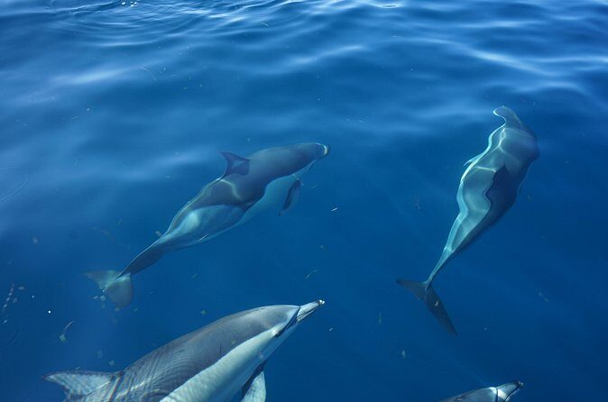 Observing Dolphins in Faro - FAQ