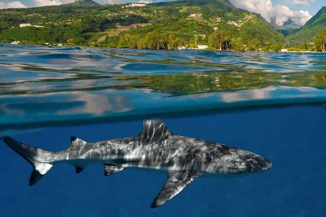 Ocean Discovery and Snorkelling in Tahiti - Why This Tour Works for Different Travelers